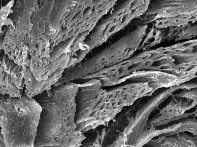 biocade – biotrics