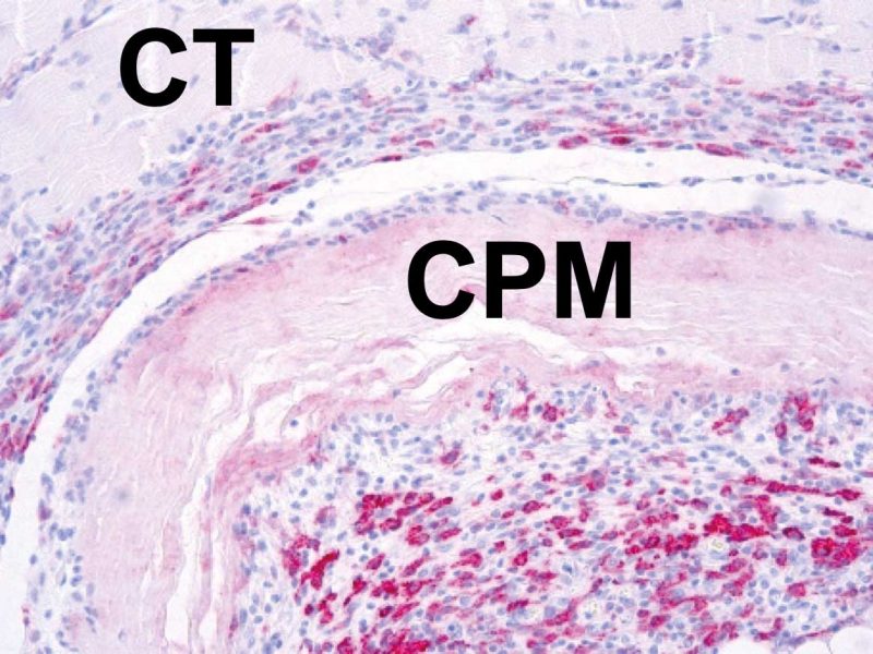 biocade dura - biotrics
