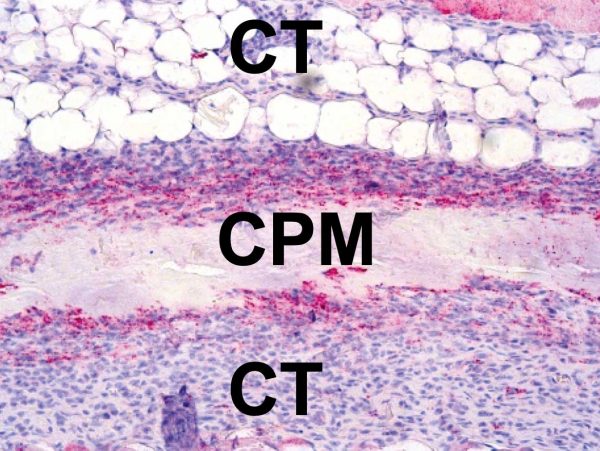 biocade dura - biotrics
