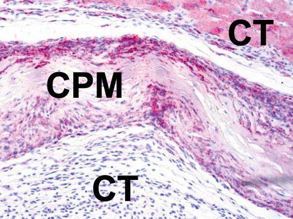 biocade dura - biotrics