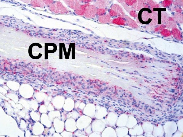 biocade dura - biotrics