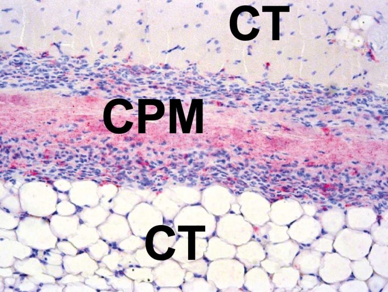 biocade dura - biotrics