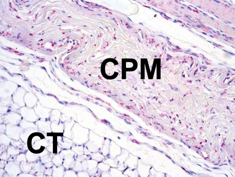 biocade dura – biotrics