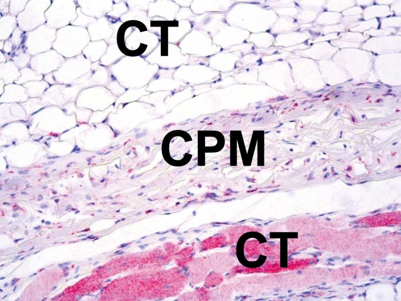biocade dura - biotrics